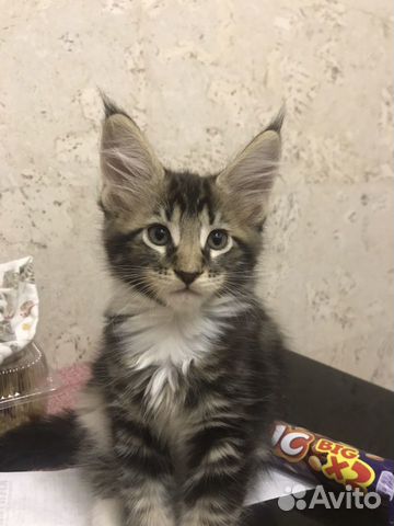 Котята мейн-кун