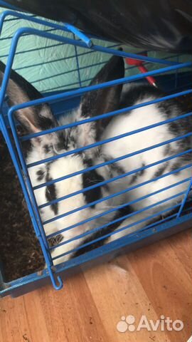 Кролик породы бабочка