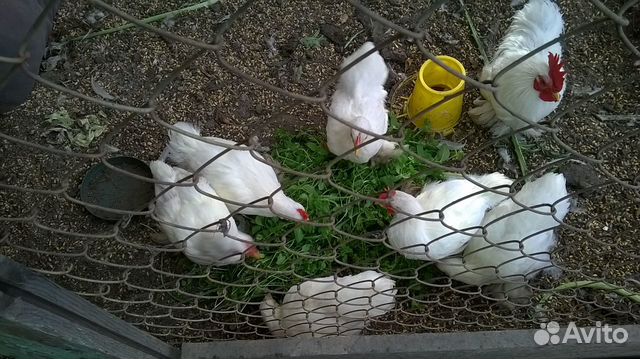 Продам карликовых кохинхинов