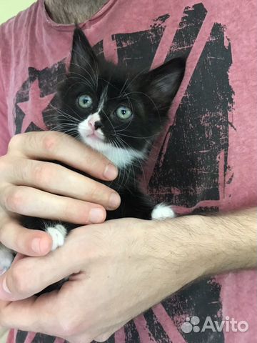 Котёнок ангорский мальчик