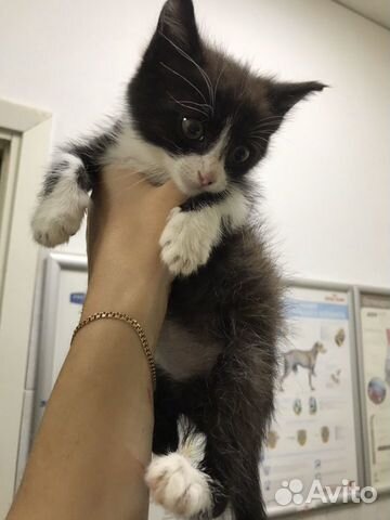 Котёнок в добрые руки