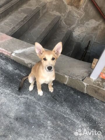 Щенок по имени Рози ищет дом