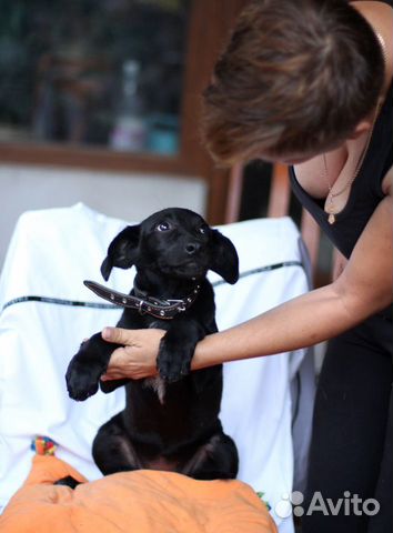 Малыши-для квартиры и души, в дар