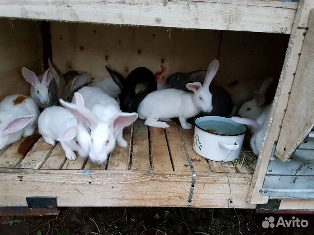 Кролики помесные