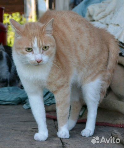 Кот Абрикос