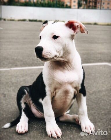 Великолепная девочка аст