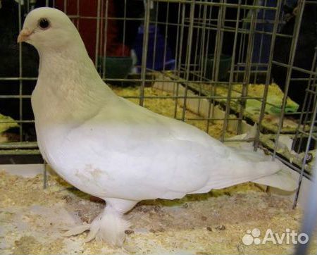 Голуби Калужские белые турманы