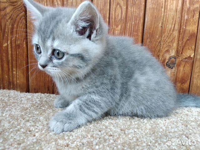 Шотландские котята девочка и мальчик