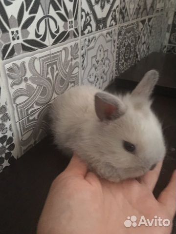 Кролик декоративный ангорский