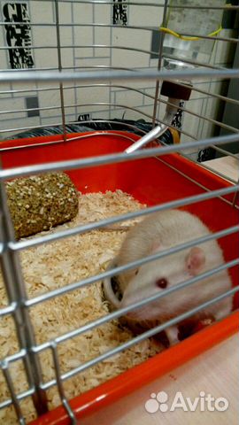 Крыса девочка в дар
