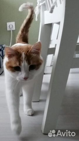 Отдам котика в добрые руки