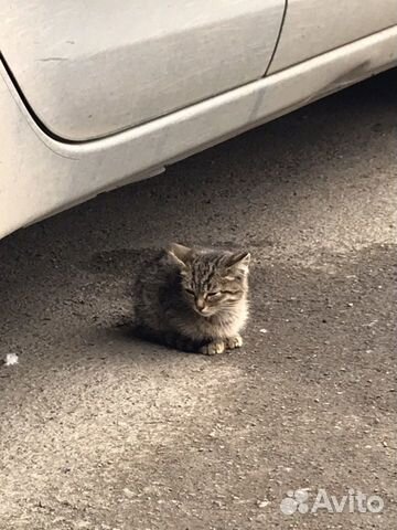 Котейка
