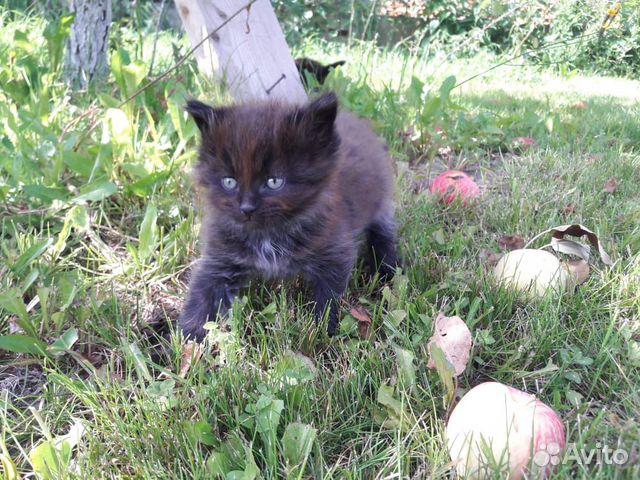 Прекрасные котята