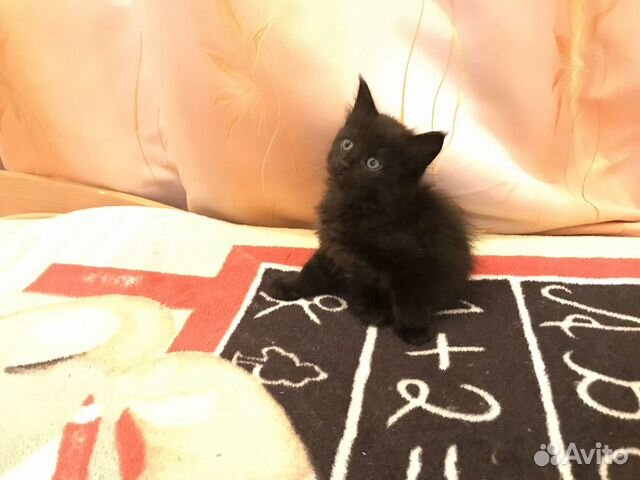 Продам котят