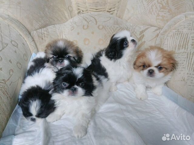 Пекинесики