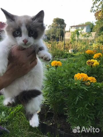 Уникальный трехцветный котенок (мальчик)
