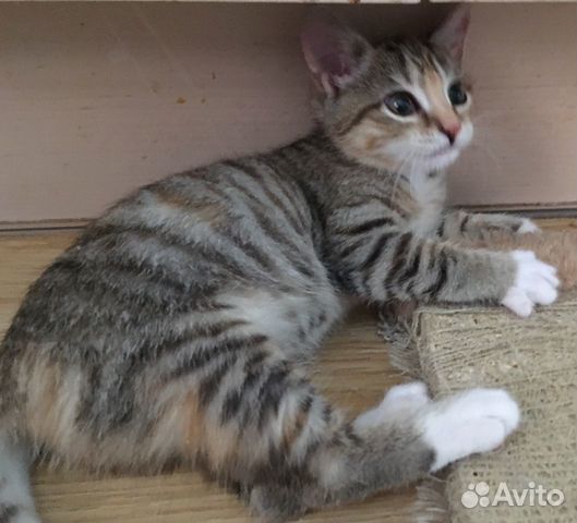 Смышленая умница, котенок 3 мес
