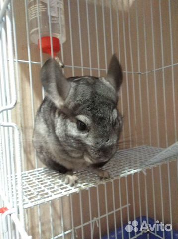 Шиншиллы с клеткой