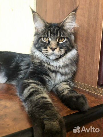 Котик Rishard