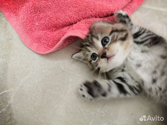 Очаровательный тигренок