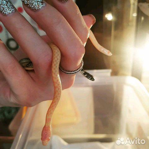 Малыши змей пестрой подвязки