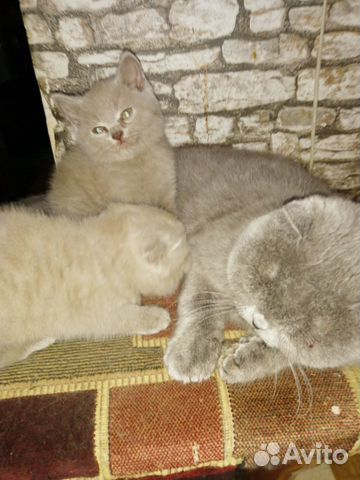 Чудо ищут хозяев