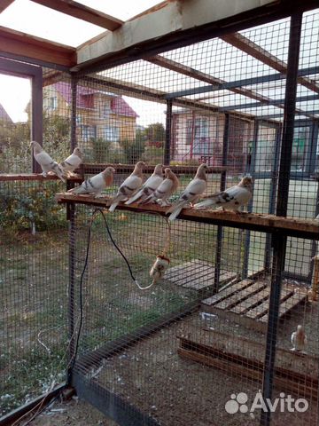 Голуби турецкая такла