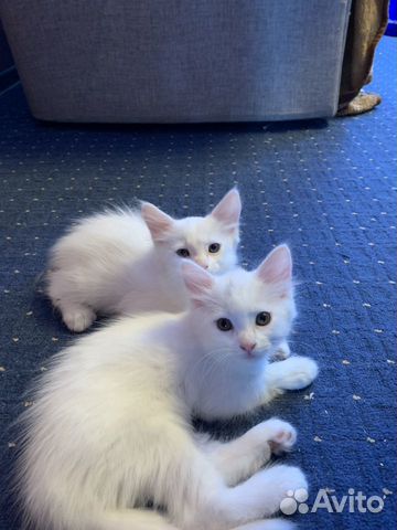 Турецкая ангора