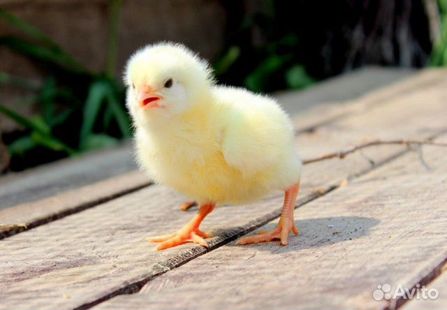 Бройлер Кобб 500, Росс 308. Опт, розница