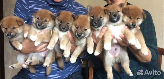 Щенки Сиба Ину
