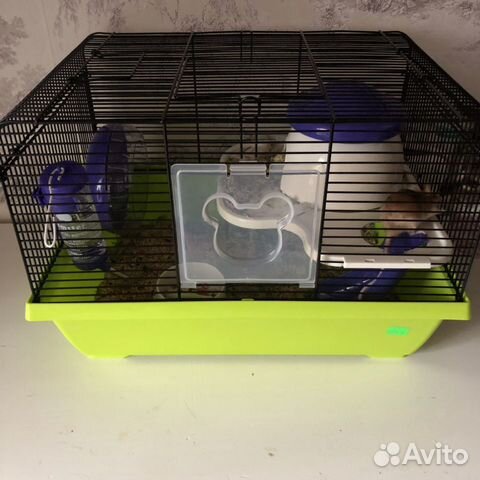 Отдам маленькую крыску