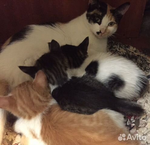 Котята