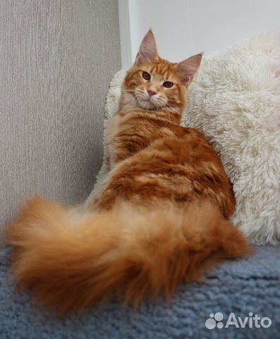 Мейн кун котенок