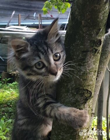 Всех порву, как Тузик грелку 2 мес