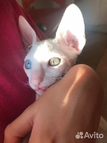 Корнишрекс котятки