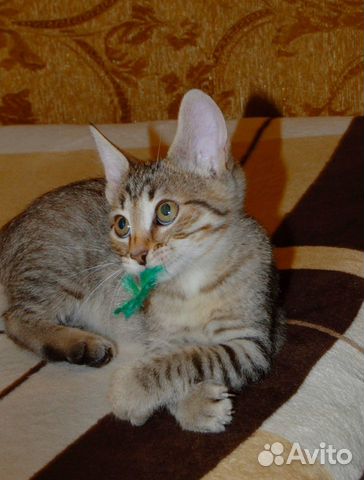 Котёнок Леопольд в добрые руки