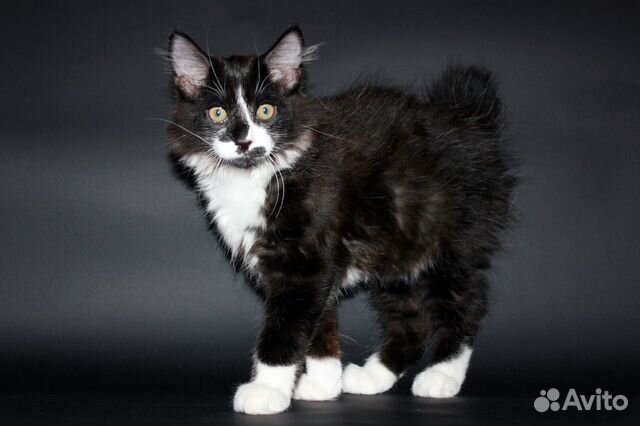 Курильский бобтейл кот