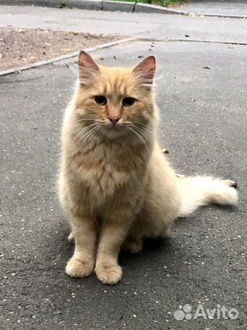Рыжий и пушистый котик