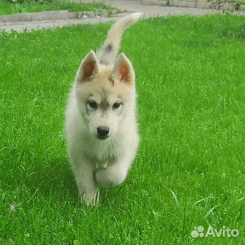 Щенок хаски