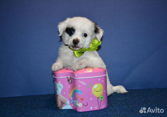 Пуховые китайские хохлатые щеночки