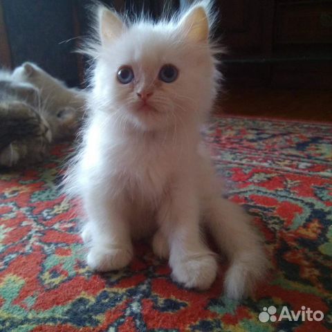 Котята британцы