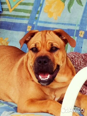 Щенок Ка Де Бо