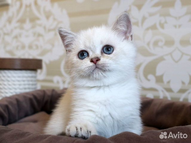 Шикарный страйт окраса голубой серебристый пойнт