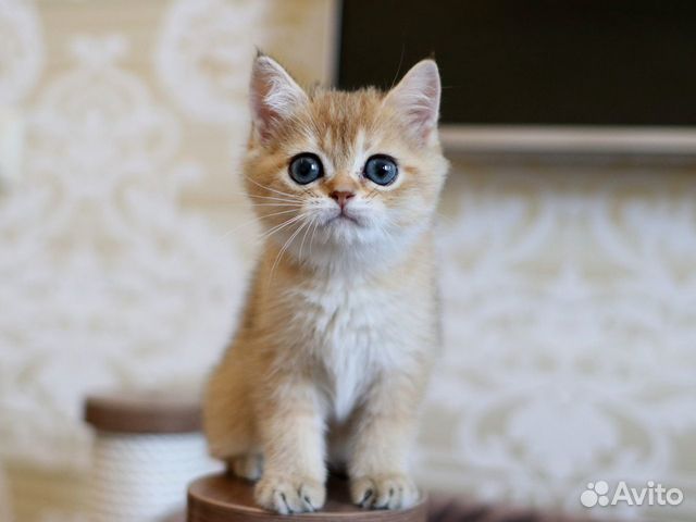 Роскошный кот скоттиш страйт золотая шиншилла