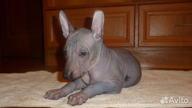 Ксолоитцкуинтли, мексиканская голая собака, ксоло