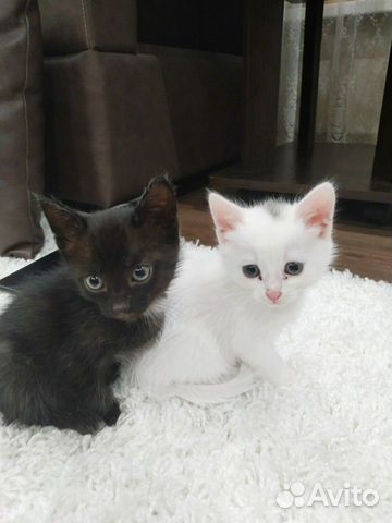 Котята ответственным хозяевам