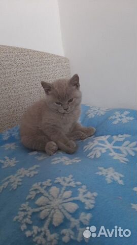 Продам Катенка