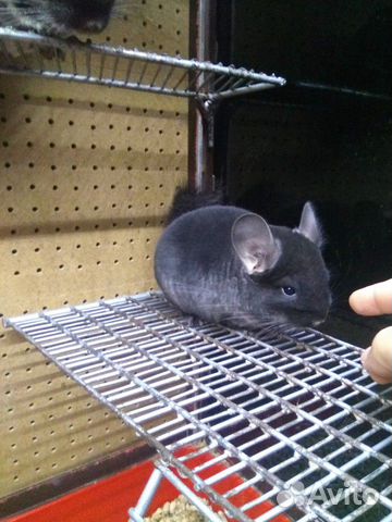 Шиншилла мальчик