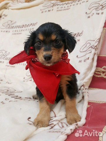 Отдам щенка