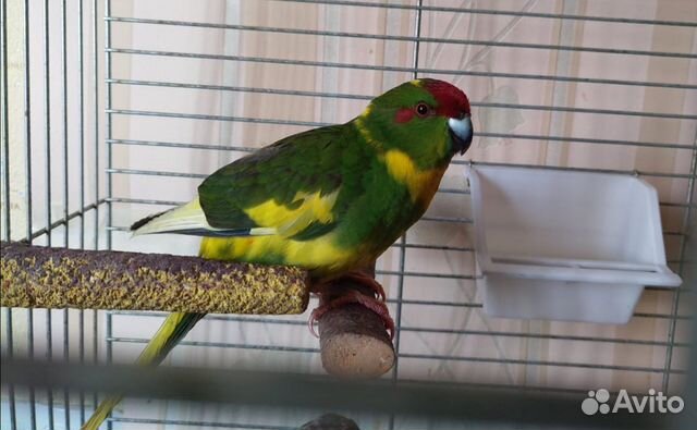 Попугай какарик самец птенец